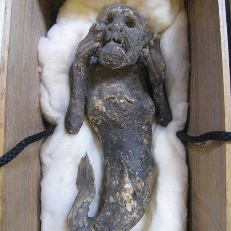 Legend or Hoax? The mysterious mermaid mummy finally revealed, and ...