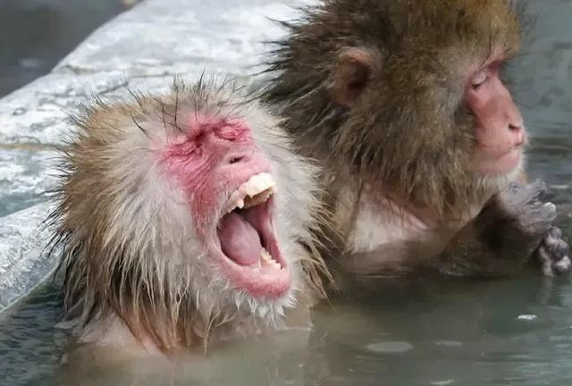 A man-monkey battle in Yamaguchi, Japan: wild monkeys rarely attack ...