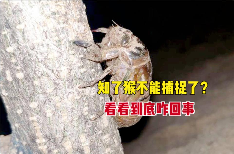 Cicada monkey eat or not? see what happened - iNEWS