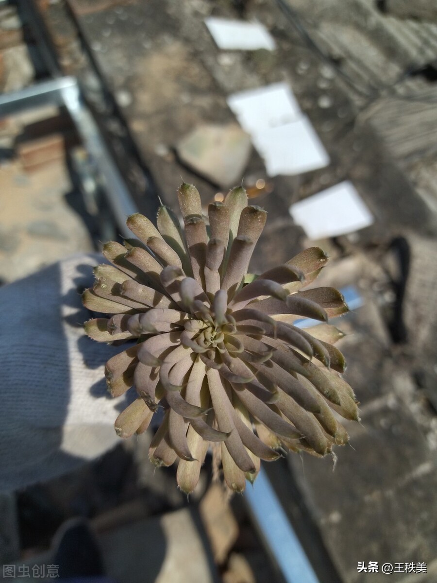 A Succulent: Vasson - iNEWS