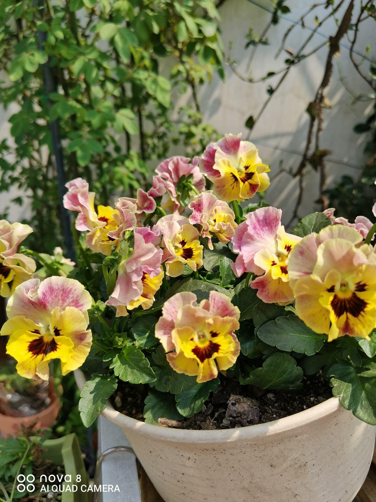 10 kinds of "popping pot flowers" that can live by just throwing the ...