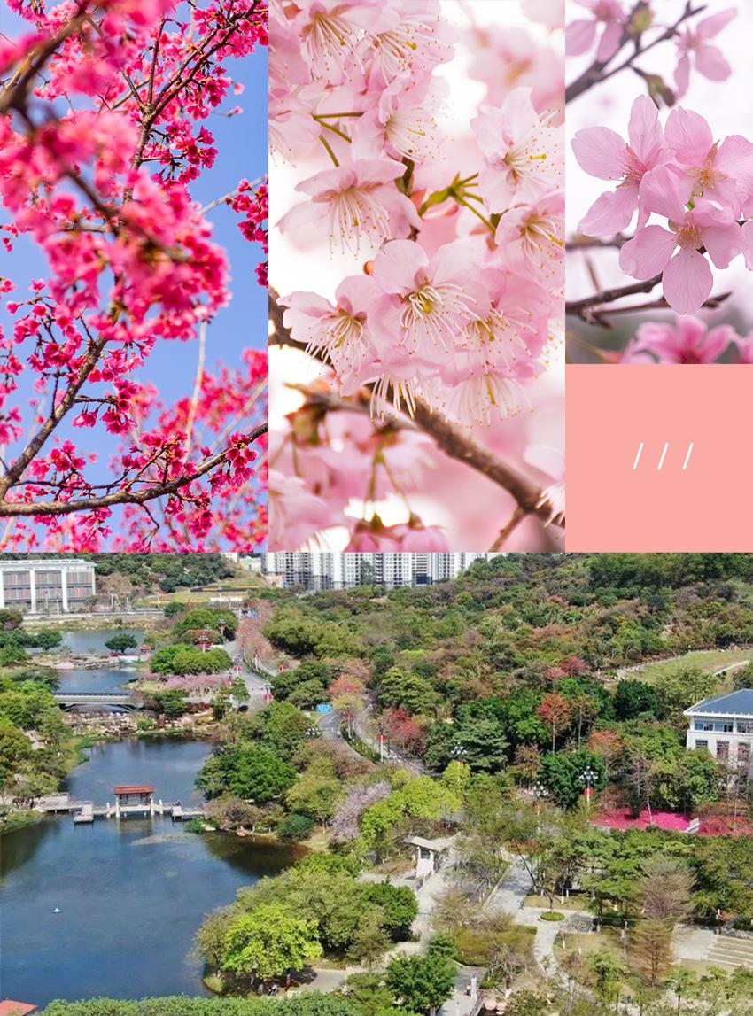 Spring outing season, let's go to spring together - iNEWS