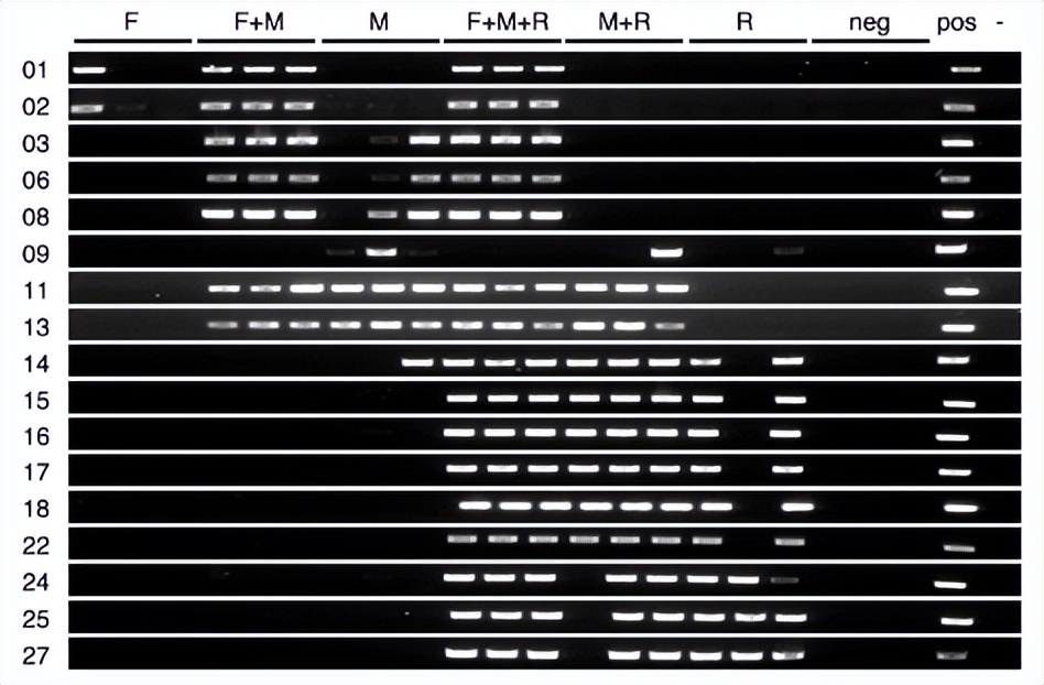 Superamplification of large DNA fragments in the genome of the black ...