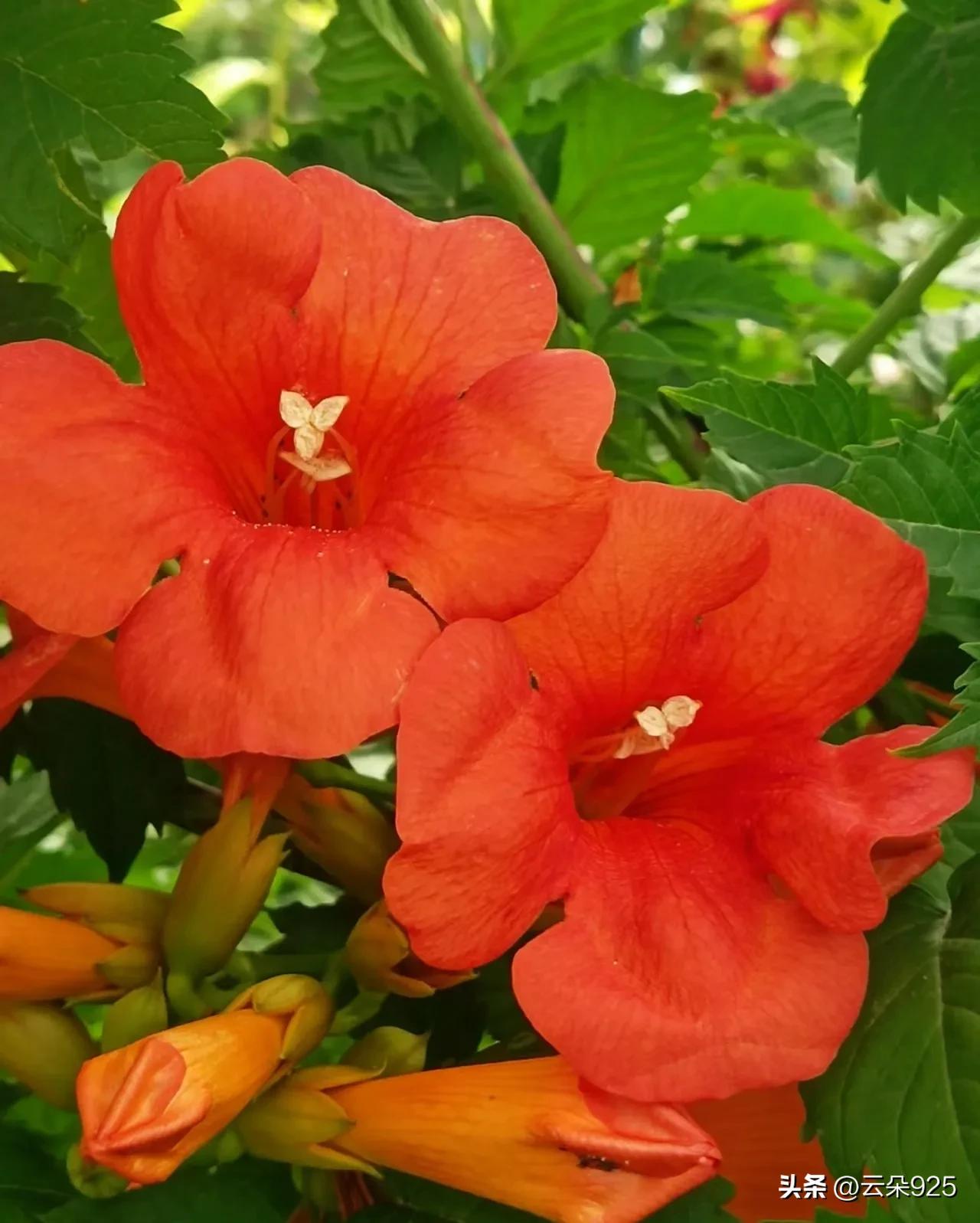 Bright as a rosy glow - Ling Xiaohua - iMedia