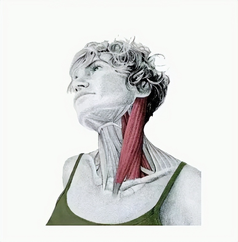 5-minute shoulder and neck stretching exercises to improve temperament ...