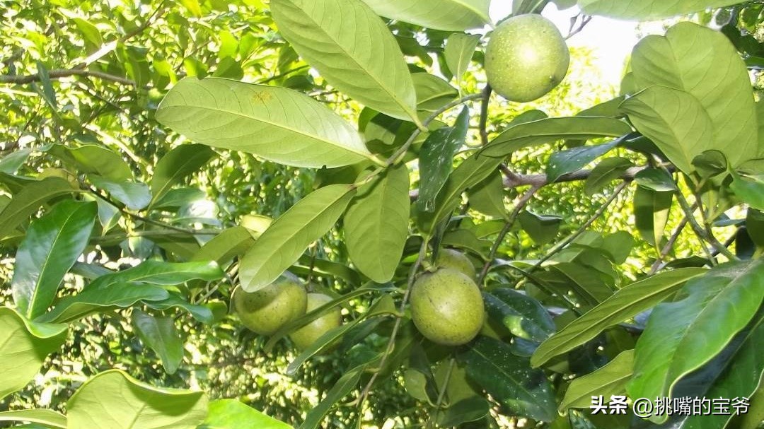 What kind of fruit is the black persimmon, known as the "king of ...