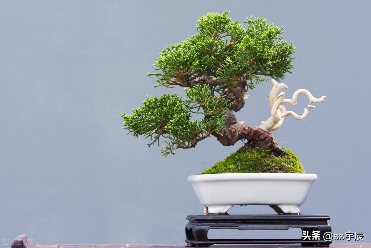 The more valuable the bonsai is, the more valuable it is, it is a ...