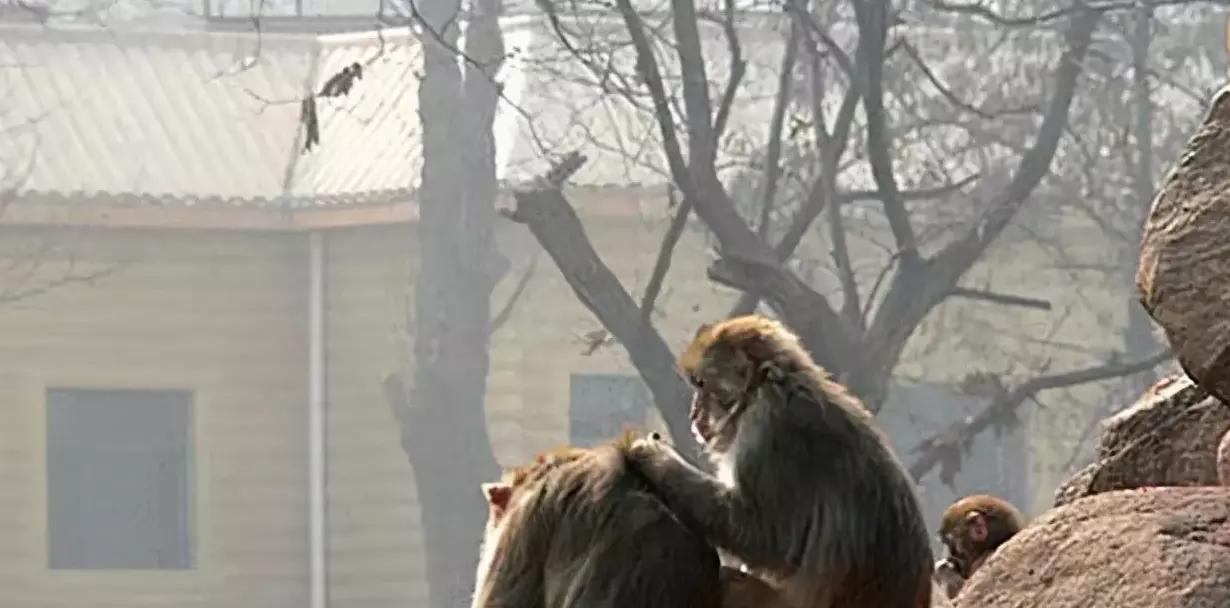 Is the coexistence of humans and monkeys at Xi'an Zoo a distortion of ...