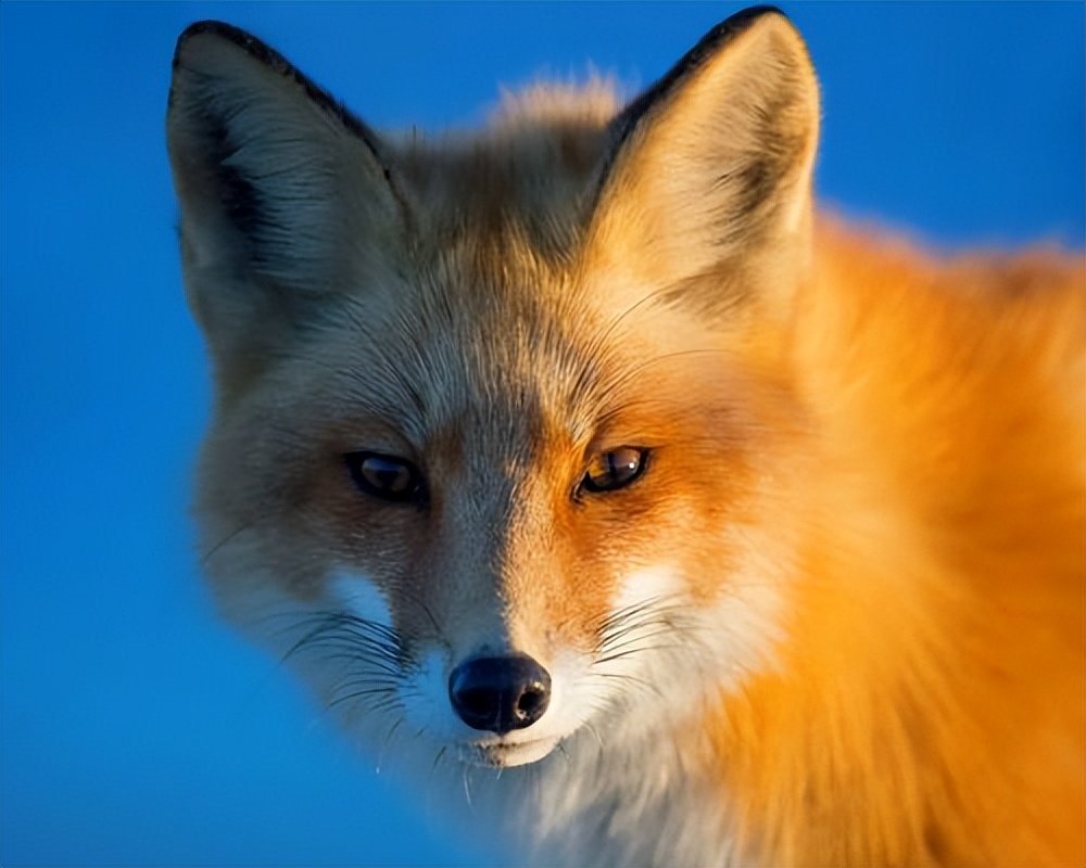 The 10 most vengeful animals, the avengers of the animal world, don't ...