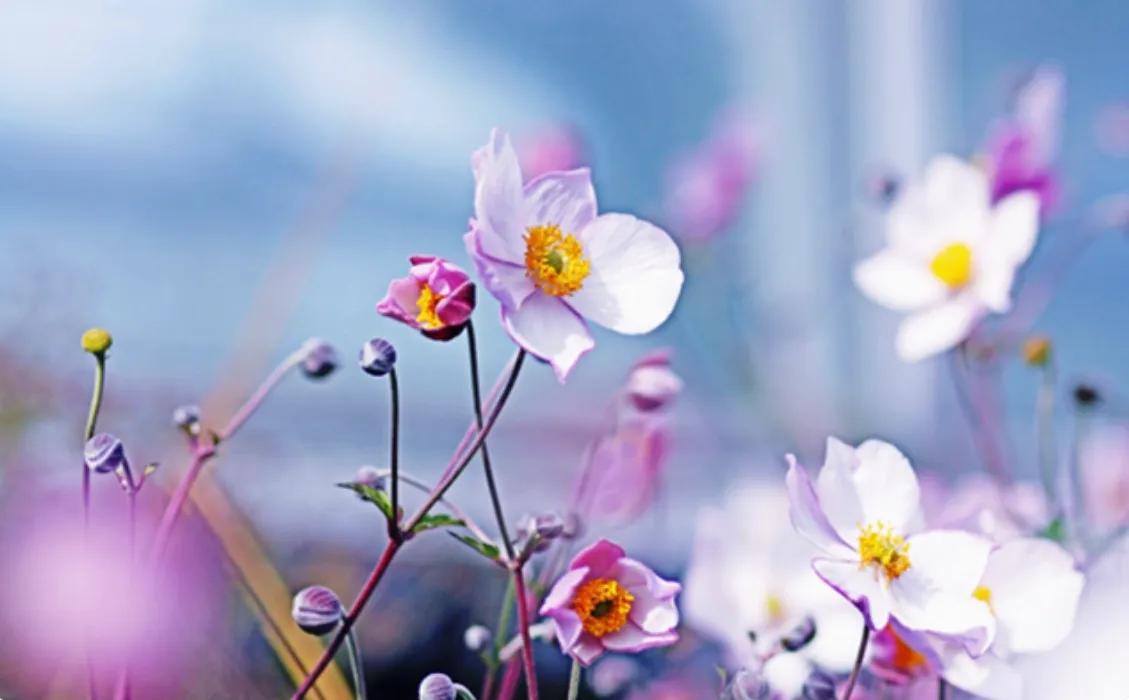 You are the April sky in the world - Lin Huiyin - iNEWS