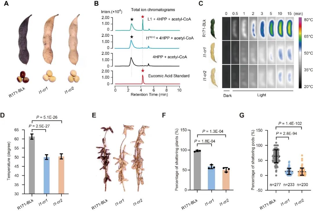 "Mol Plant"Research reveals the molecular mechanism of Mendelian ...