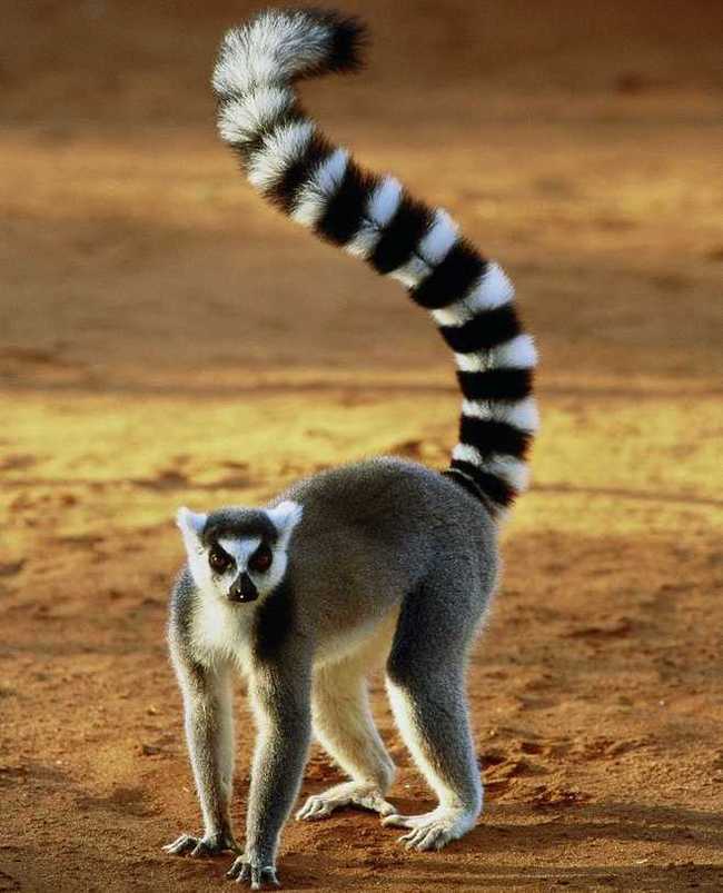 The smelliest animal in nature, it can be called a walking biochemical ...