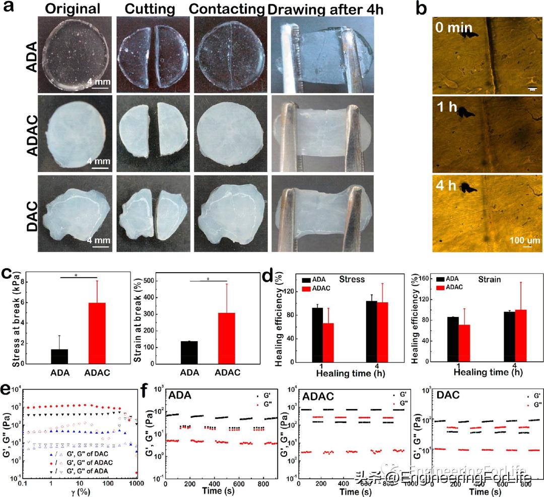"ACS Nano": Self-healing nanocomposite hydrogel loaded with PRP ...