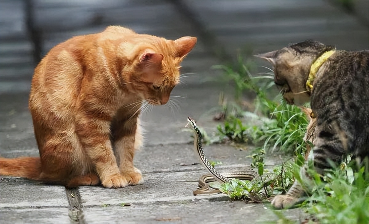 A cat is seven times faster than a snake - iMedia