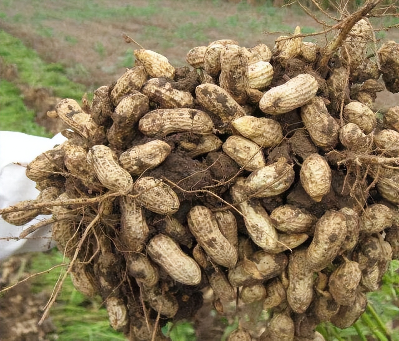 Eat a few peanuts on an empty stomach in the morning and stick to it ...