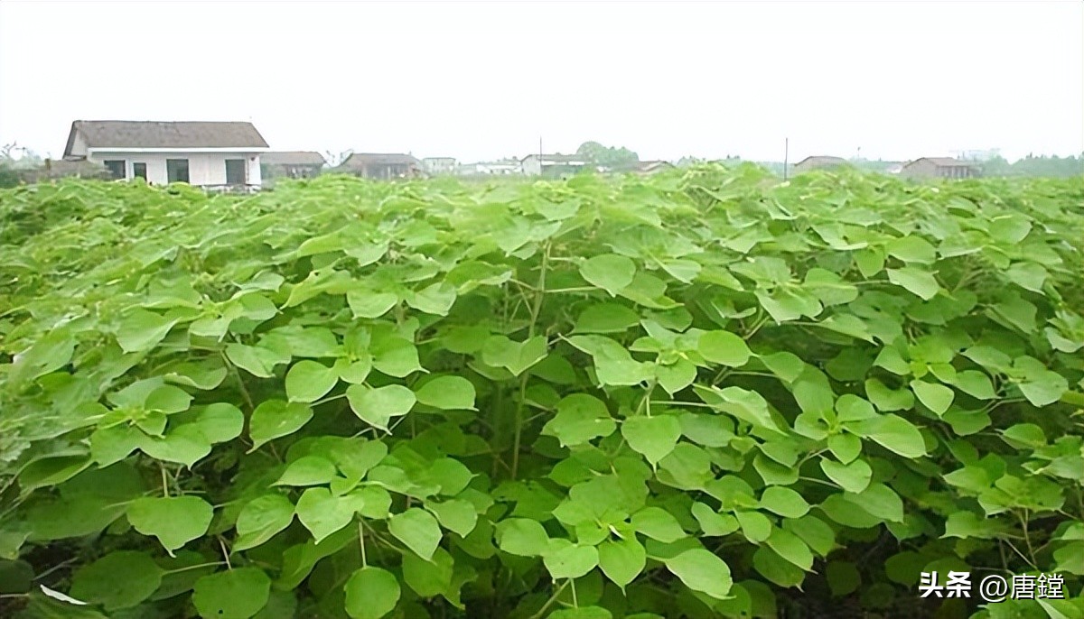 Return to nature and explore the charm of traditional Ramie products - iNEWS