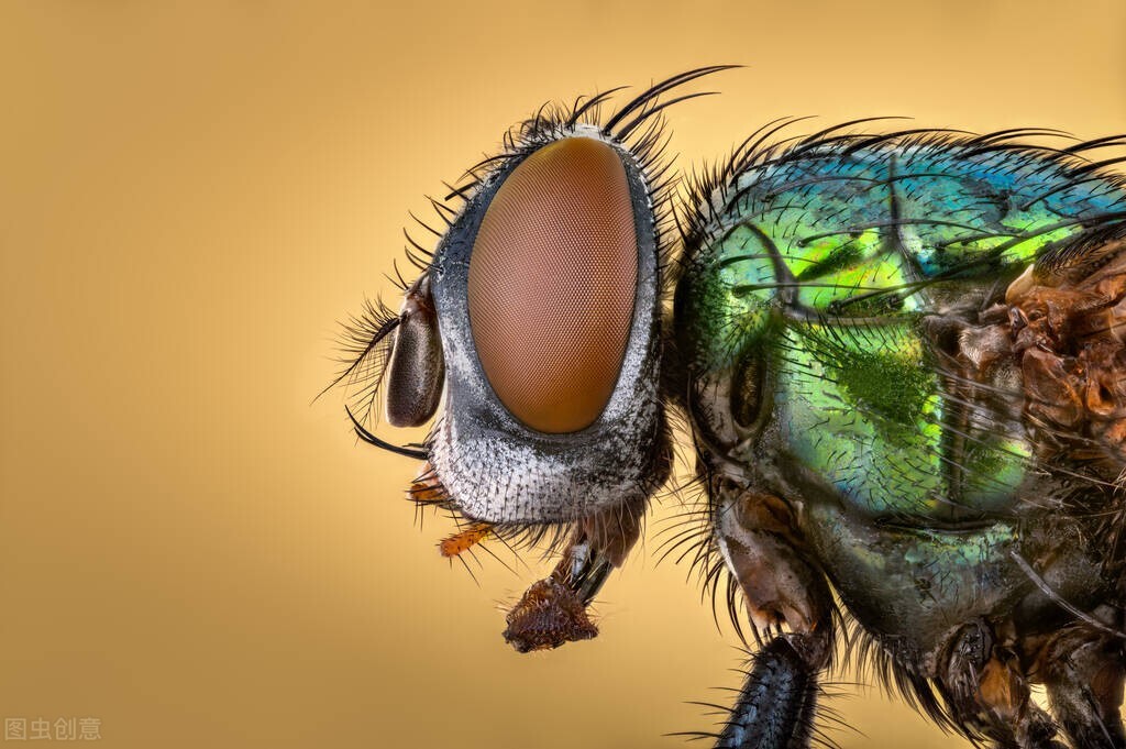 A fly rubs its hands and accidentally twists its head off, will a fly ...