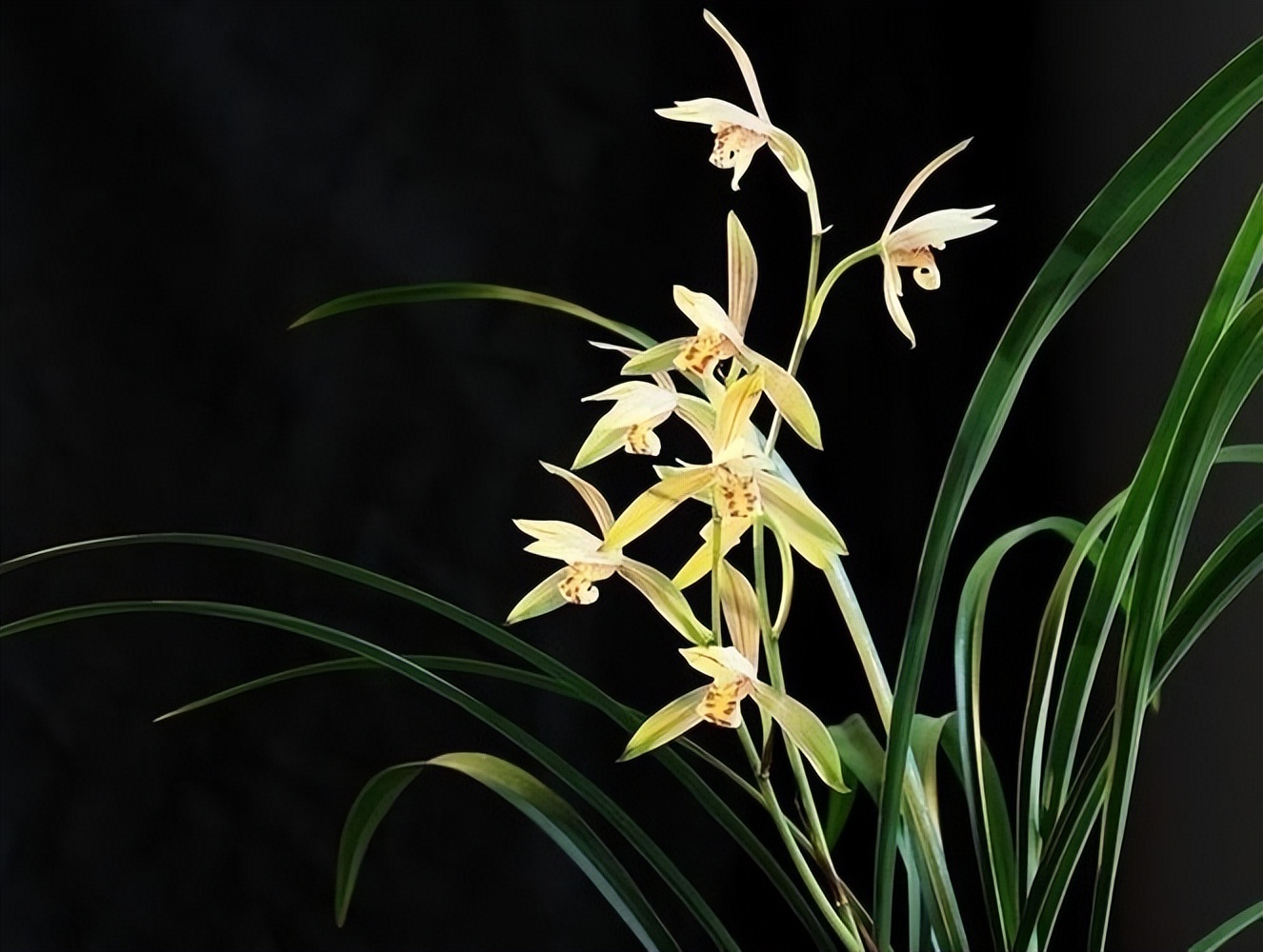 Four famous flowers in ancient China - iMedia