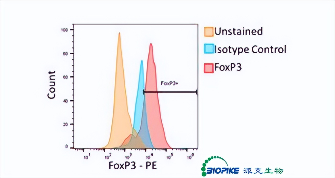 Rockland Parker Bio Foxp3 Antibody Manual - iNEWS