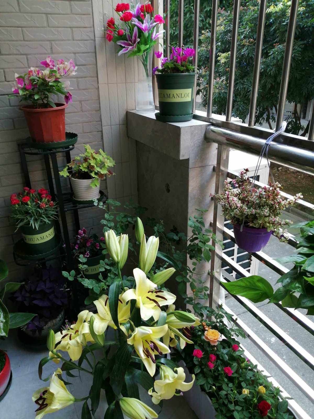 Lily planting skills, just "3", the slim flowers are big and colorful ...