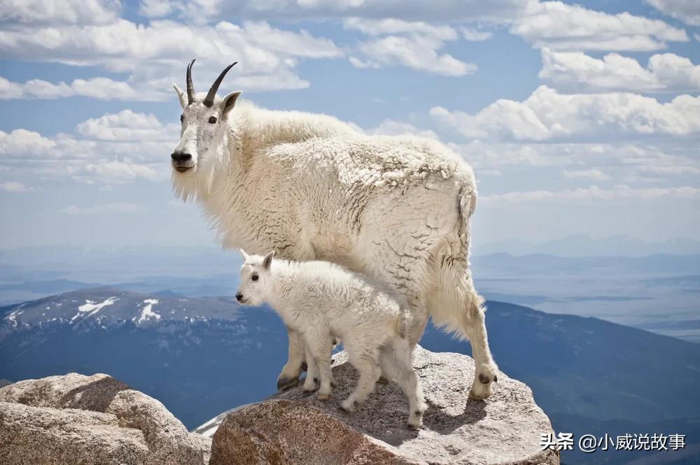 The ten most tenacious animals in the world are amazing - iNEWS