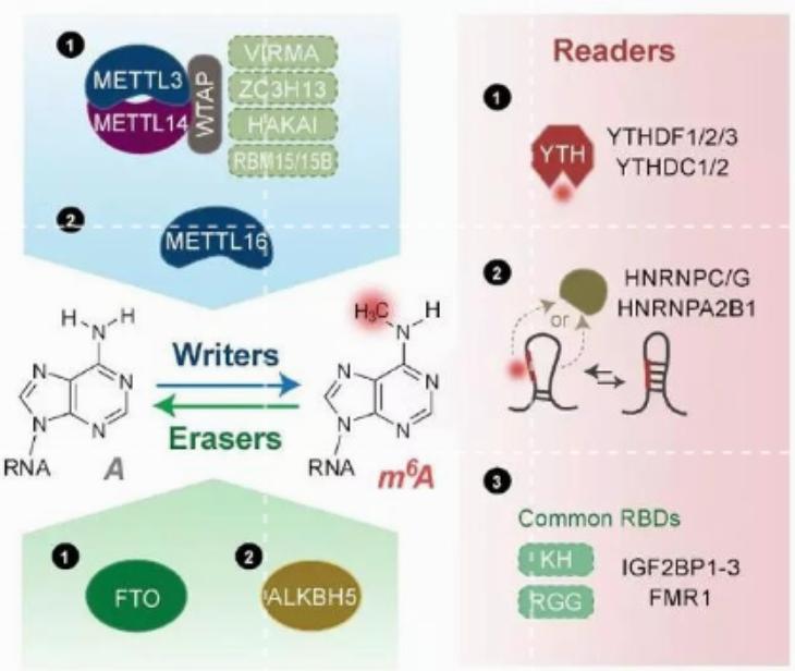 How does m6A methylation modification play a role in the replication of ...
