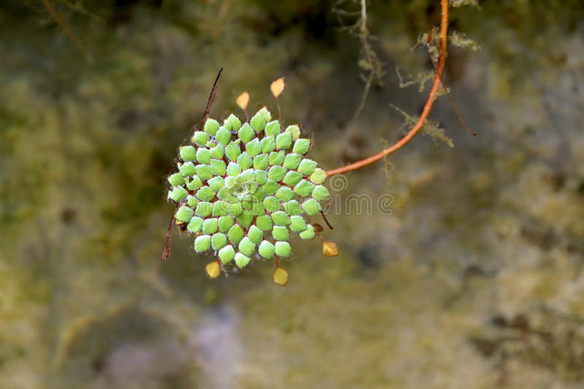 Water chestnut, an aquatic plant that can be seen everywhere, was once ...