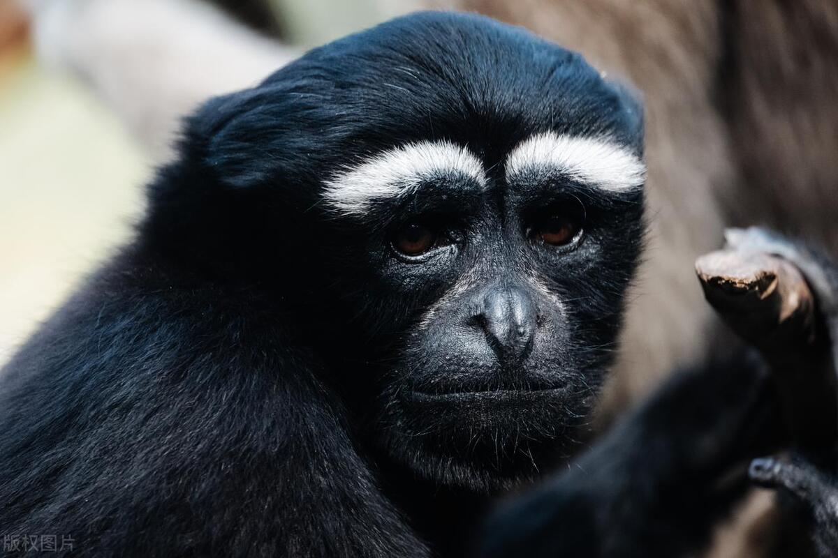 Hoolock gibbon: Mysterious ghost, revealing the secrets of China's rare ...