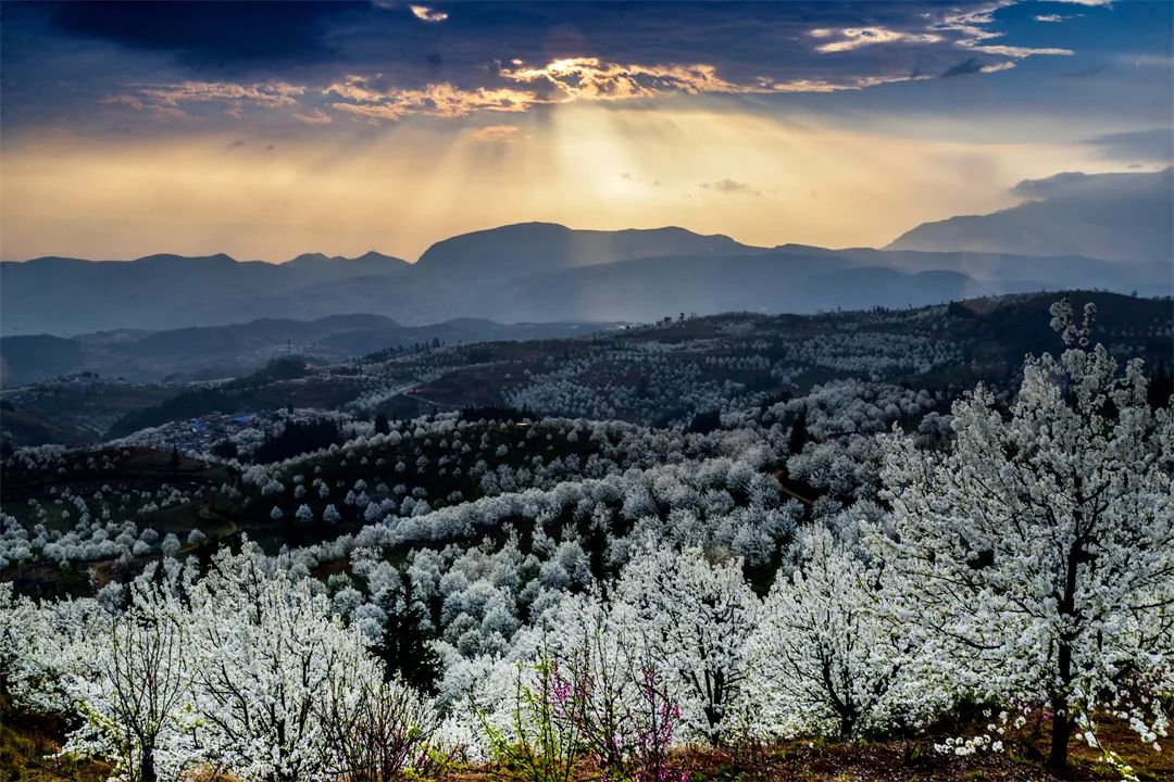 Come spring, let's experience the romance of Gejiu Jiajiazhai Lihua ...