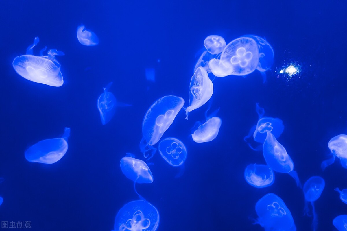 Human beings are immortal and have a new breakthrough, the mystery of ...