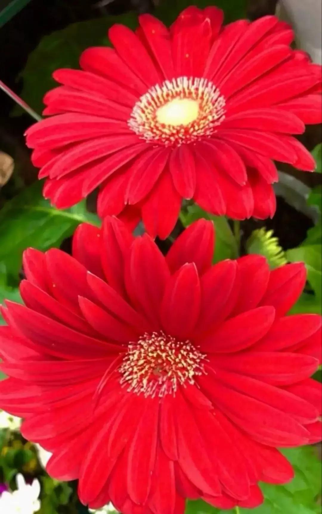 Seven beautiful beauties like flowers - iNEWS