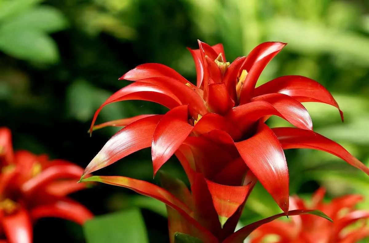 The 10 most profitable flowers in the family① - iNEWS