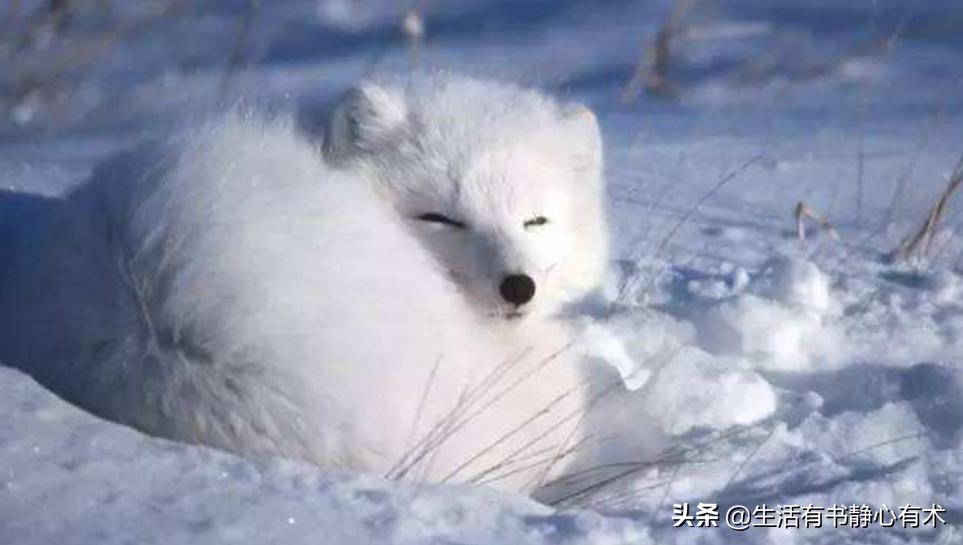 Increase knowledge and have an angelic smile "Arctic Fox" - iNEWS