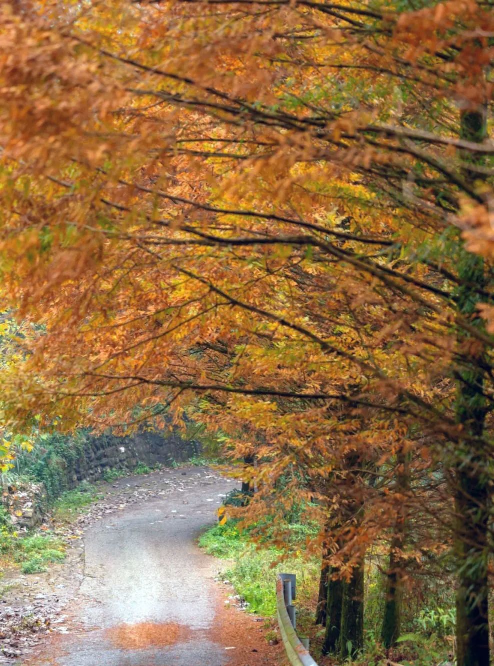 Hiking in the Ginkgo Forest in Chengdu, it's so beautiful - iNEWS