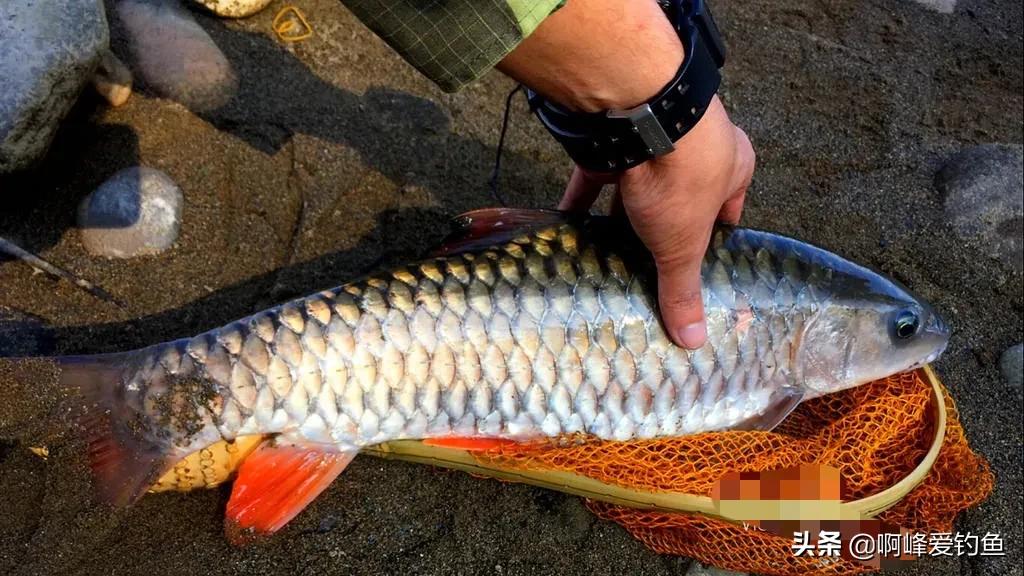 Army Fish: The Combination of Power and Beauty!The real "king of ...