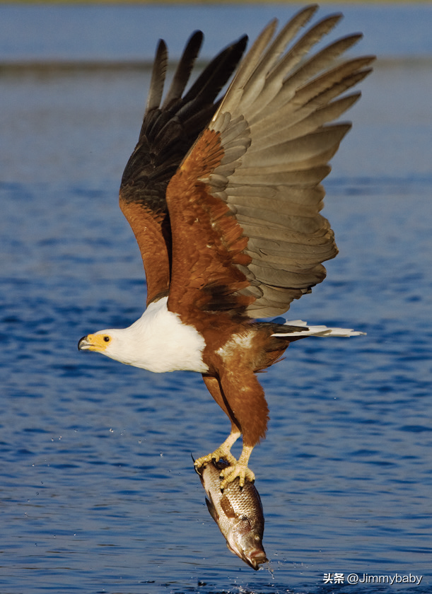 Legend of the National Bird of the World: Malawi (MALAWI) Roaring Sea ...