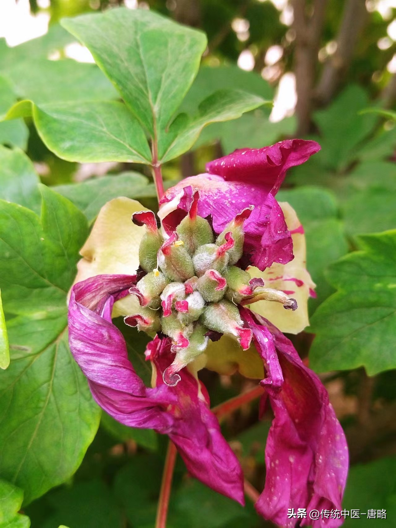 Tanglue Baicao Garden - Peonies with seeds - iNEWS