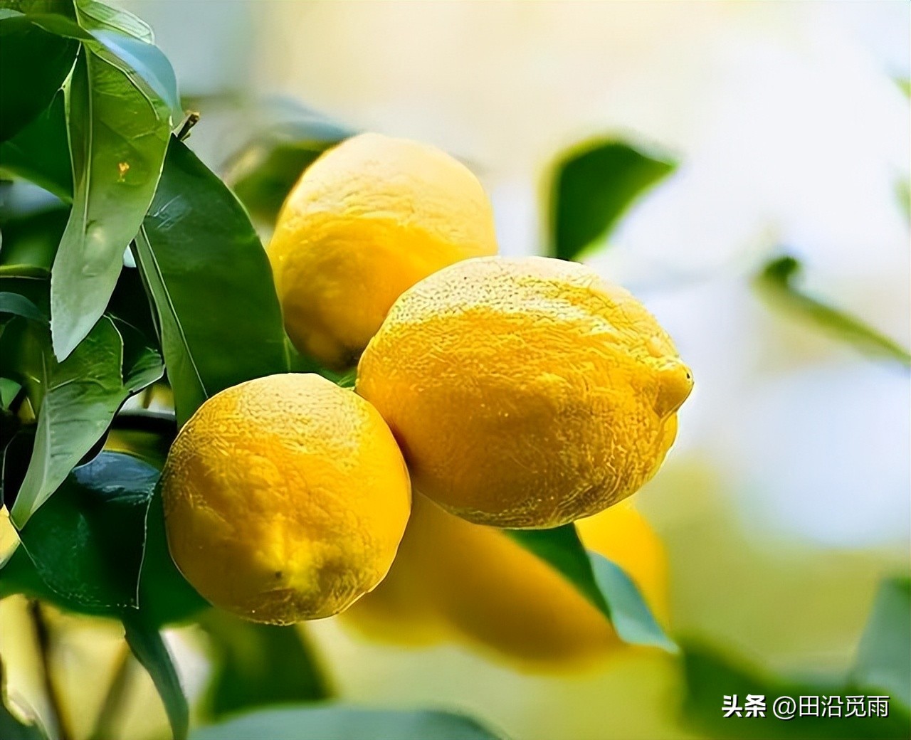 Lemon potted plants can harvest several crops of fruit a year. After ...