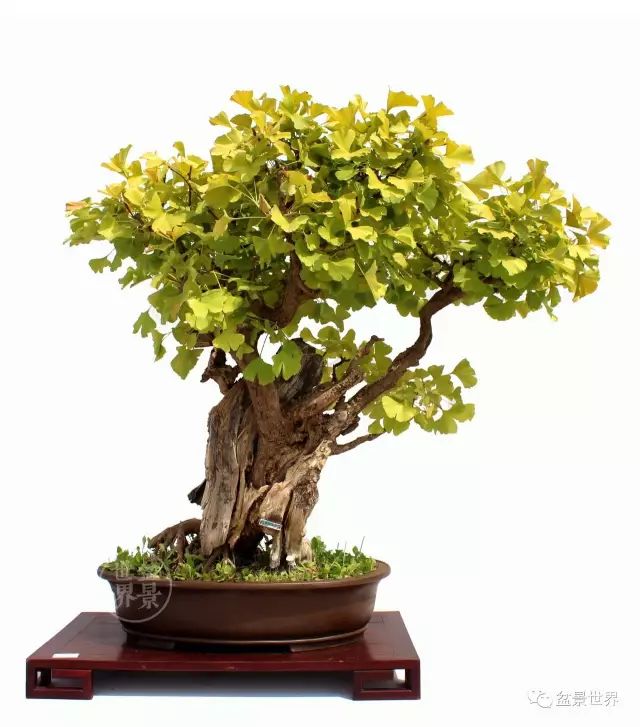 Ginkgo into the house - iMedia