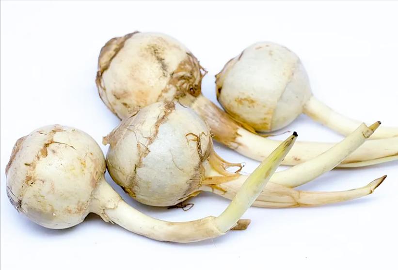 Cigu, not an aunt nor a mushroom, a vegetable with southern ...