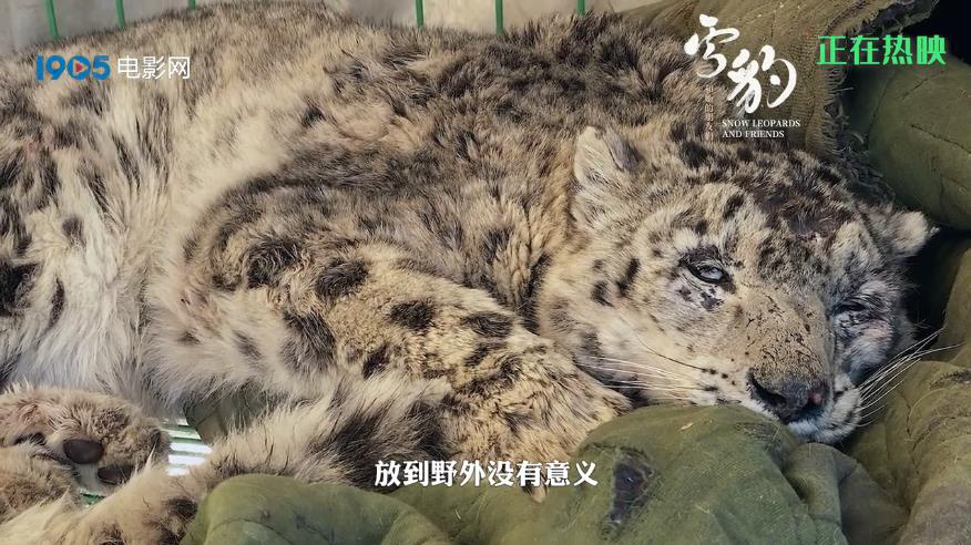 Look cry! The crew of "Snow Leopard and Her Friends" rescued the old ...