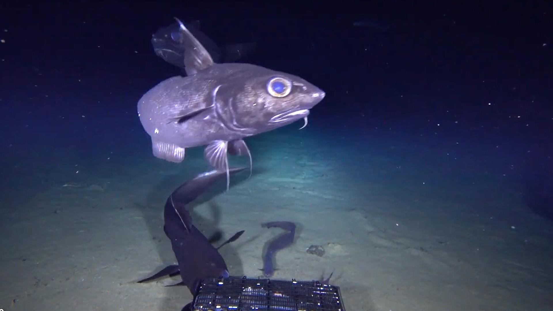 Japan found giant deep-sea fish at a depth of 2 kilometers - iNEWS