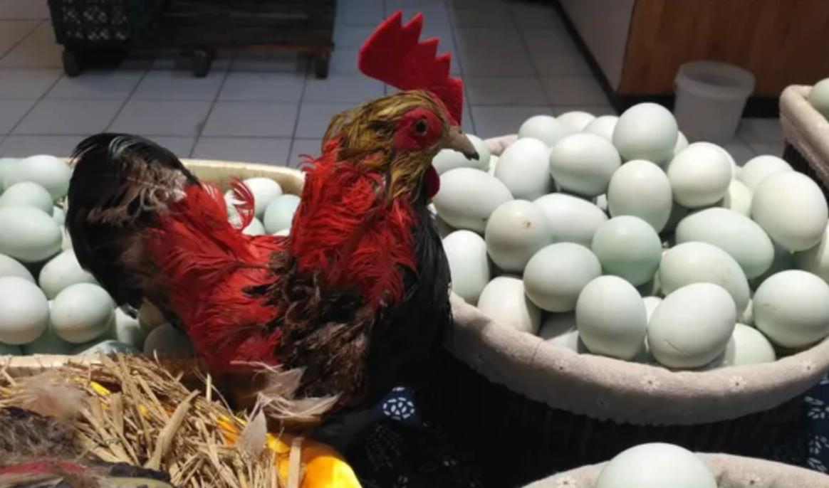 The King of Qin wanted to eat the eggs laid by the rooster, but the ...