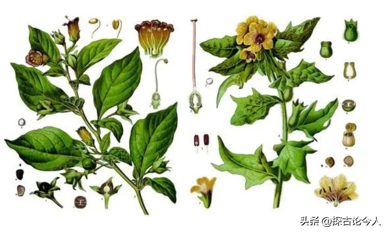 The influence of ancient Roman botanical gardens on plant science and ...