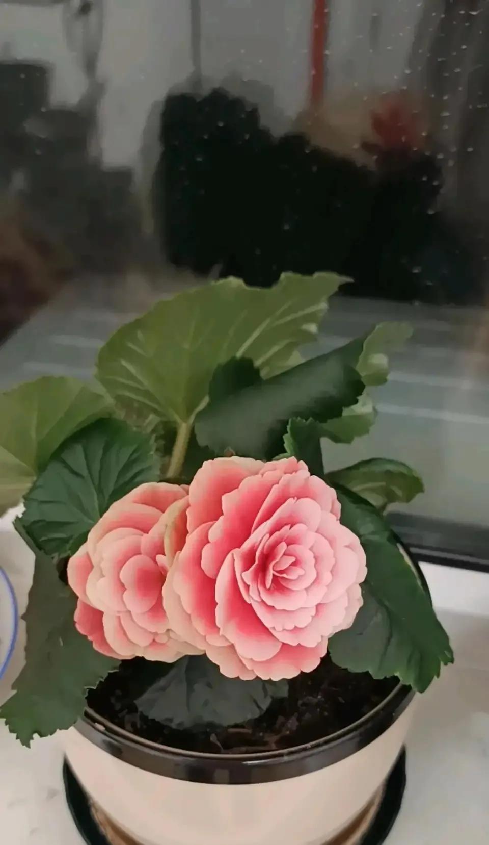 Don't work in vain, this flower won't grow well if you change it to a ...