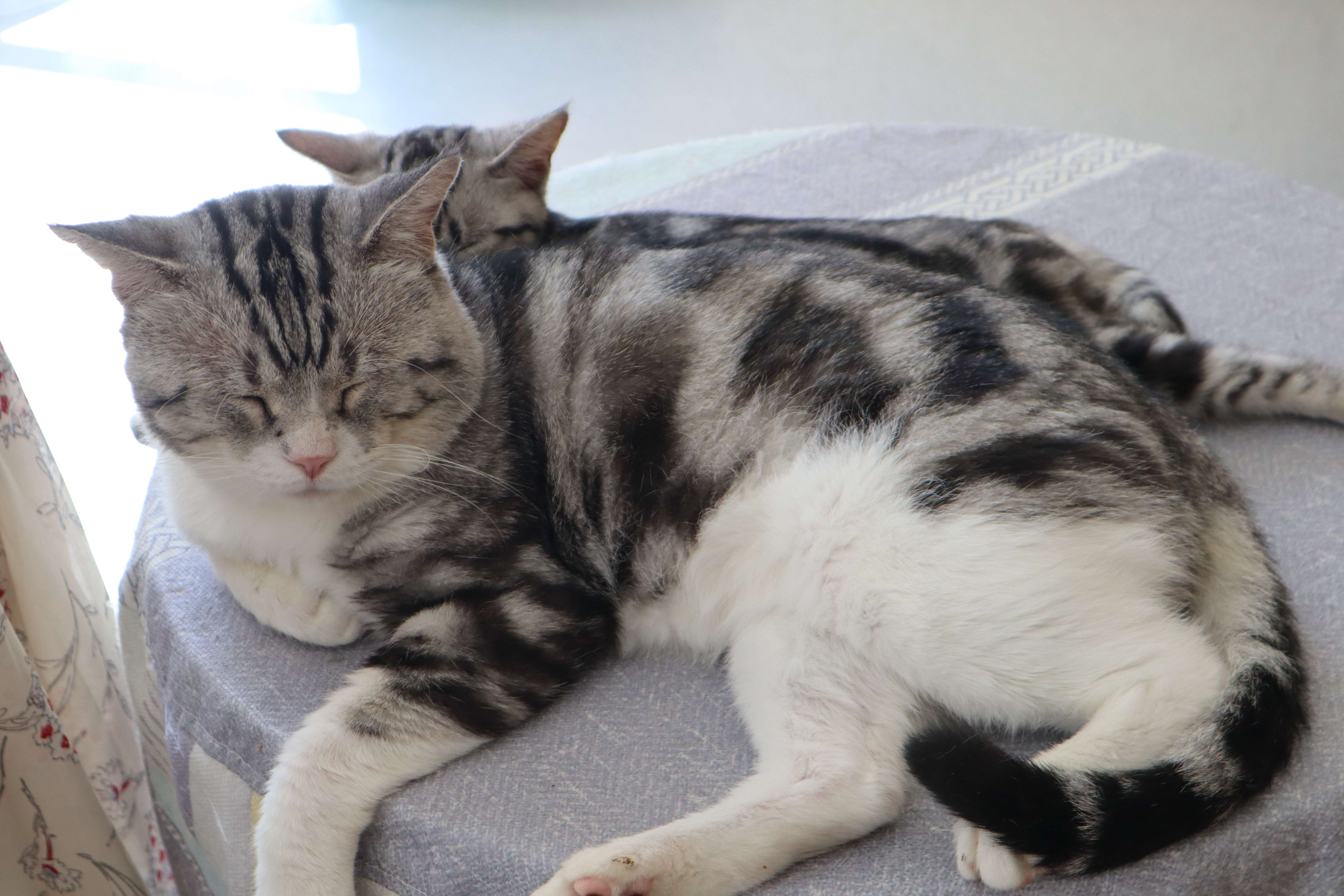 These small details of daily cat care can easily teach you to develop a ...