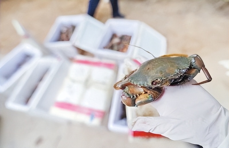 How poisonous are poisonous crabs compared to cobras? - iNEWS