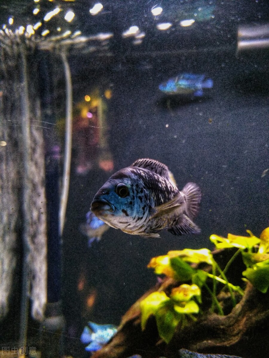 Yang Chengbin and Yang Yanhua's Brother and Sister Poems: Revisiting ...