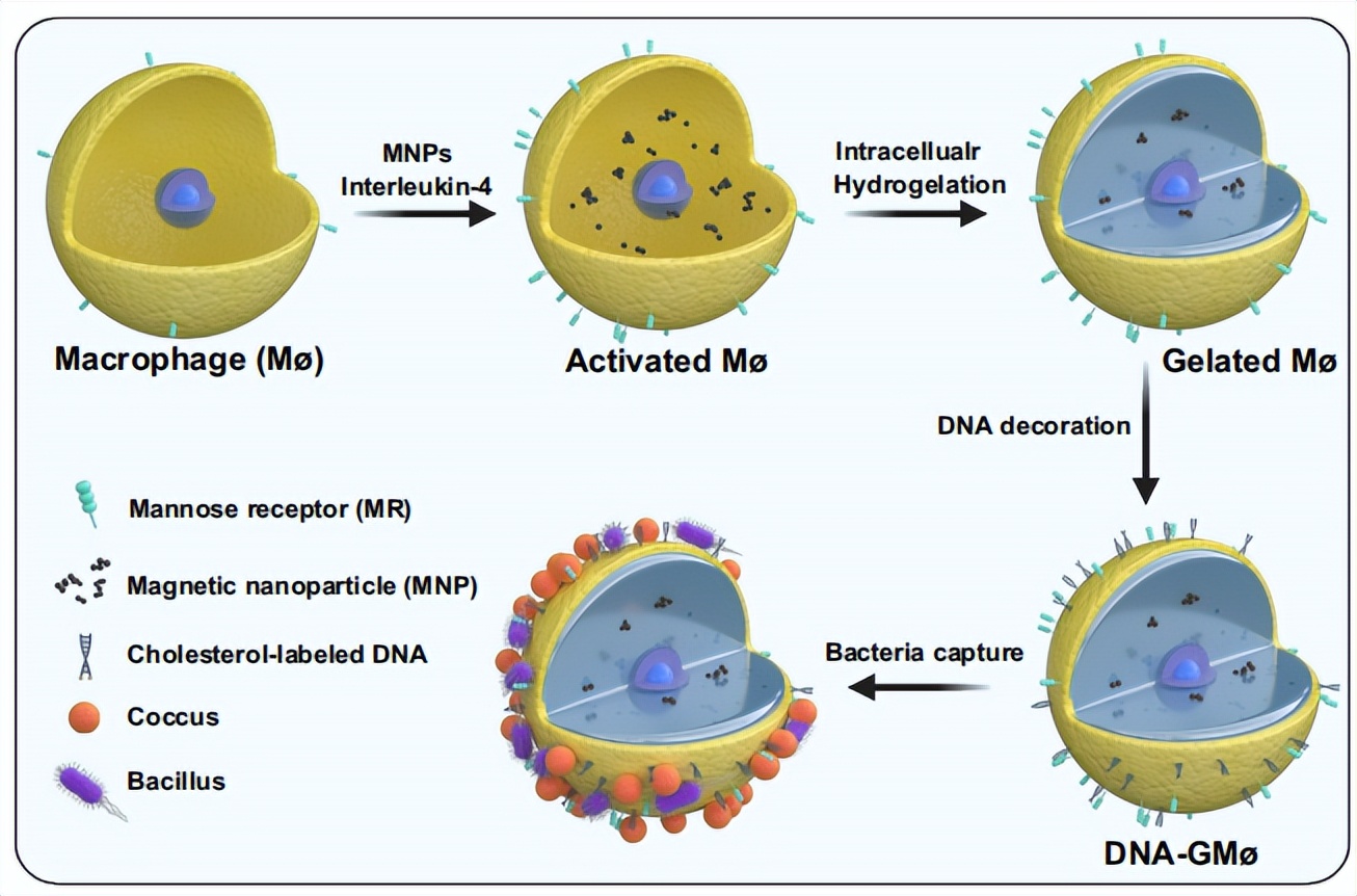 Sub-journal of Nature: Macrophages can be transformed into smart ...