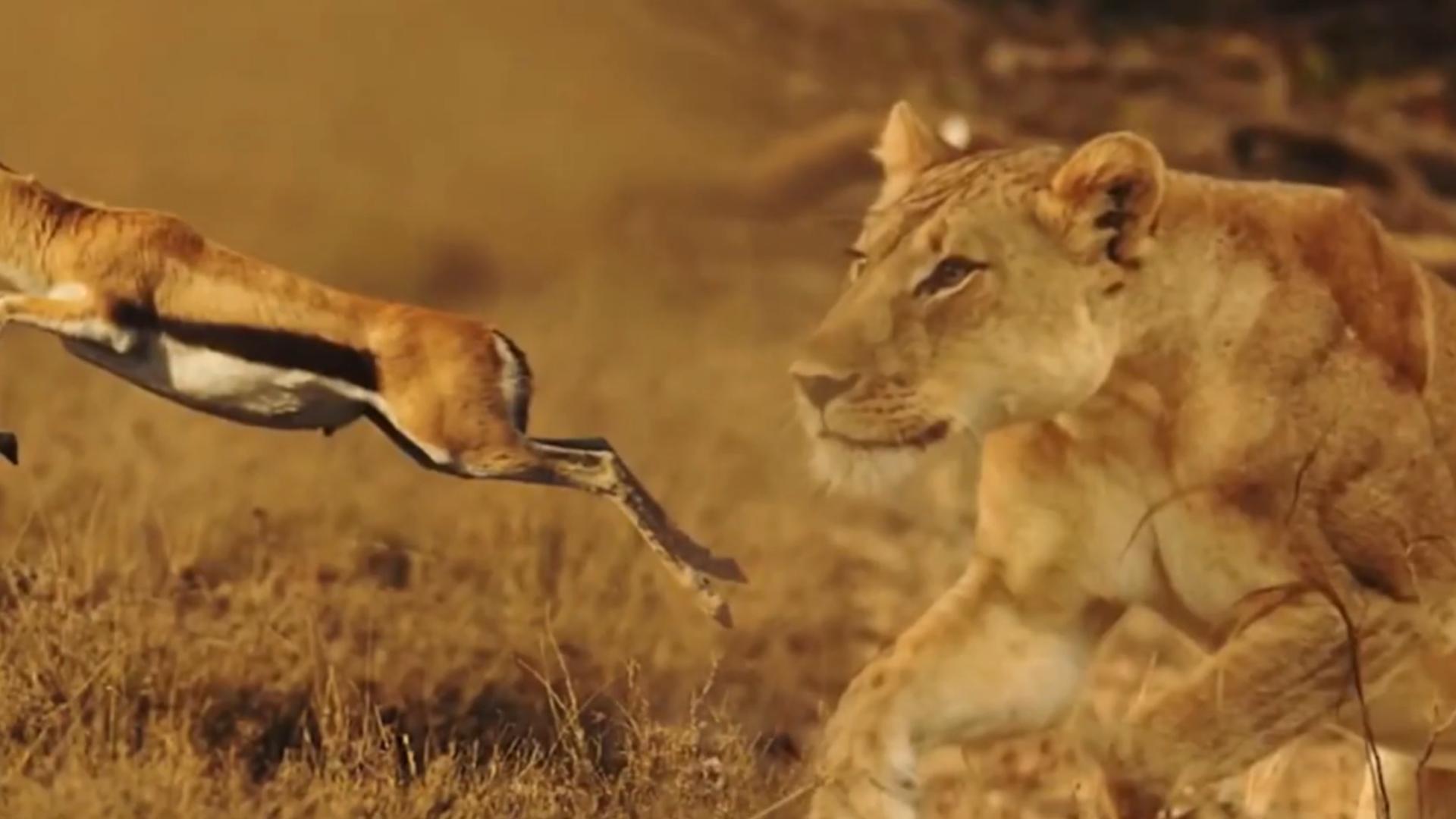 The lion was trapped in the trap for 3 years and nearly died - iMedia